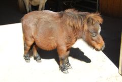 Dwerggroei - Paarden-encyclopedie