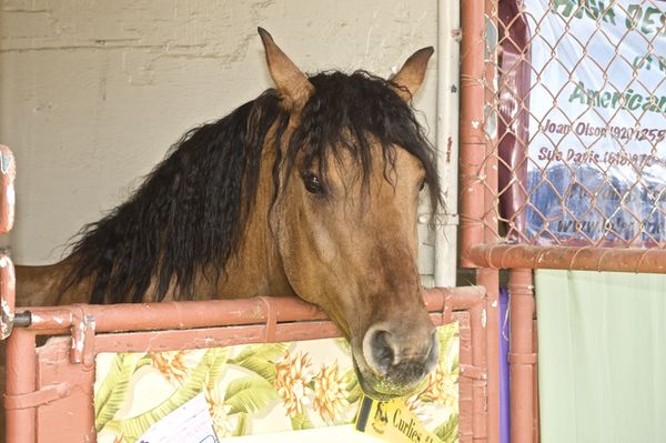 Basjkir - Paarden-encyclopedie