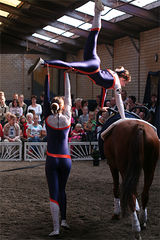 Voltige - Paarden-encyclopedie