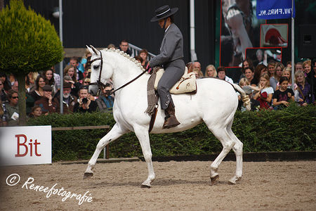 Andalusiër - Paarden-encyclopedie
