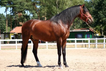 Bruin - Paarden-encyclopedie