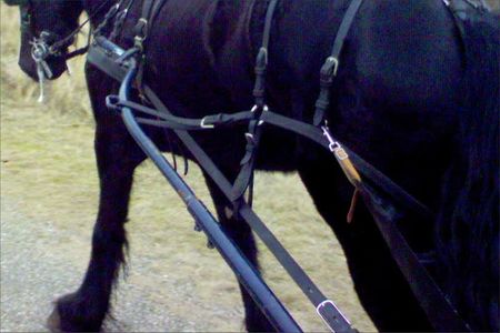 Streng - Paarden-encyclopedie