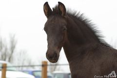 Fries paard - Paarden-encyclopedie