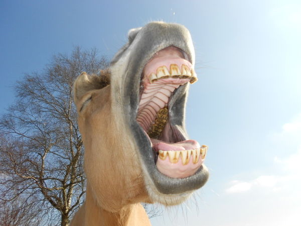 Gebit - Paarden-encyclopedie