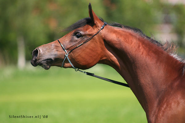 Arabier - Paarden-encyclopedie