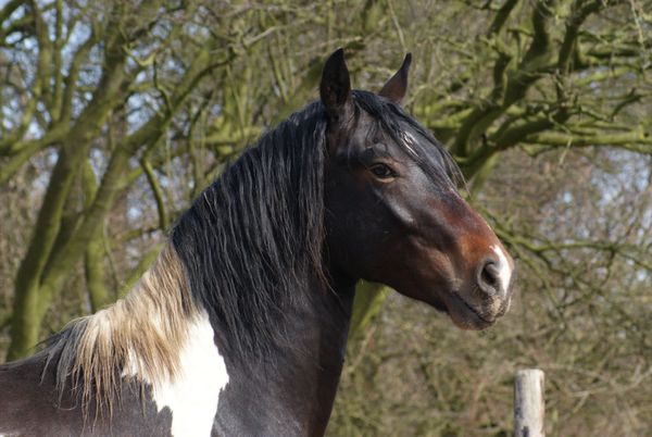 Barock pinto - Paarden-encyclopedie