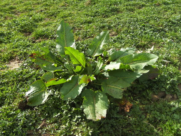 Zuring - Paarden-encyclopedie