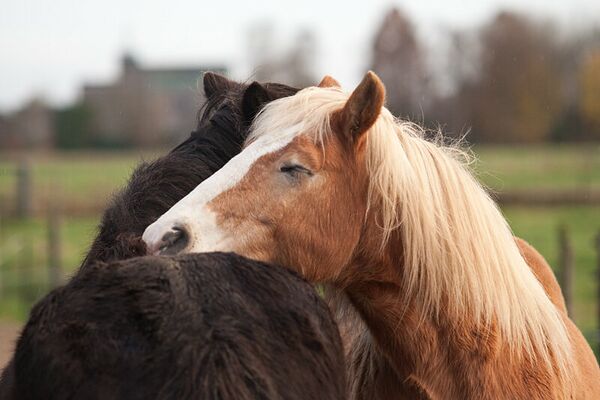Bijten - Paarden-encyclopedie