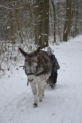Ezel - Paarden-encyclopedie