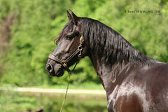 Fries paard - Paarden-encyclopedie