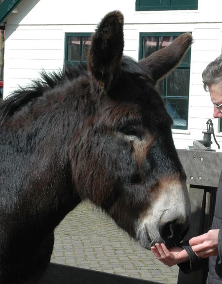 Pyreneese ezel - Paarden-encyclopedie