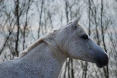 Arabier - Paarden-encyclopedie