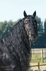 Fries paard - Paarden-encyclopedie