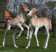 Veulen - Paarden-encyclopedie