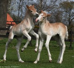 Veulen - Paarden-encyclopedie