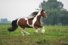 Tinker - Paarden-encyclopedie