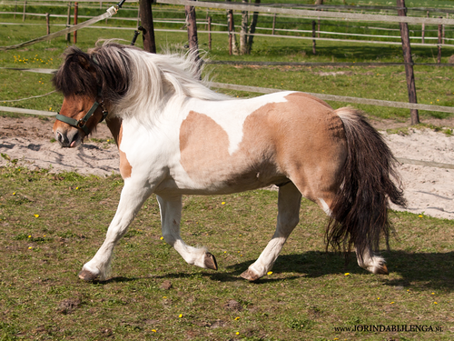 Kruising - Paarden-encyclopedie
