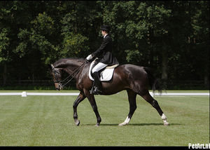 Stap - Paarden-encyclopedie