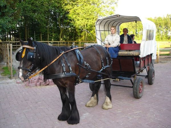 Huifkar - Paarden-encyclopedie