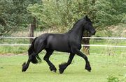 Fries paard - Paarden-encyclopedie