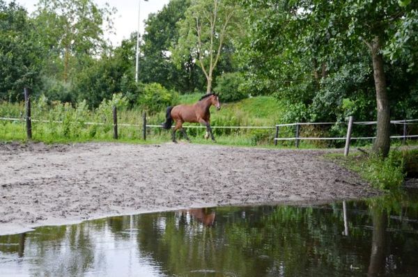 Paddock Paradise - Paarden-encyclopedie