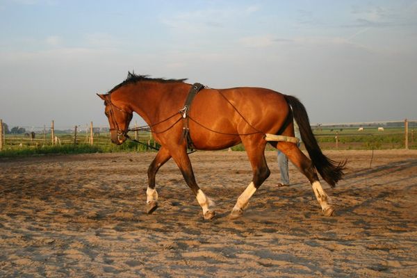 Harnachement - Paarden-encyclopedie