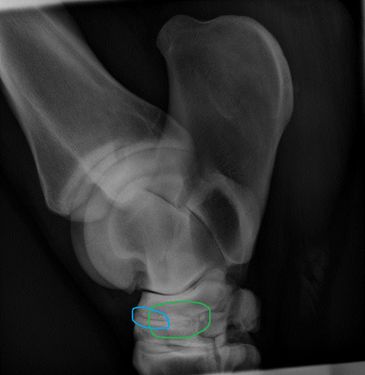 Fotoserie: Rontgenfoto spat - Paarden-encyclopedie