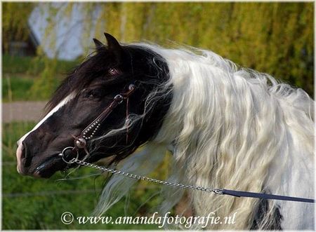 Tinker - Paarden-encyclopedie