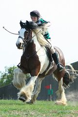 Tinker - Paarden-encyclopedie