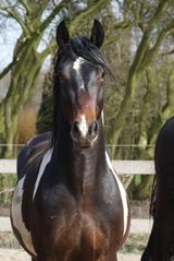 Barock pinto - Paarden-encyclopedie