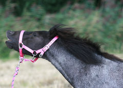 Flemen - Paarden-encyclopedie