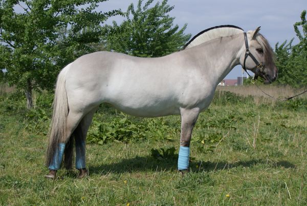 Fjordenpaard - Paarden-encyclopedie