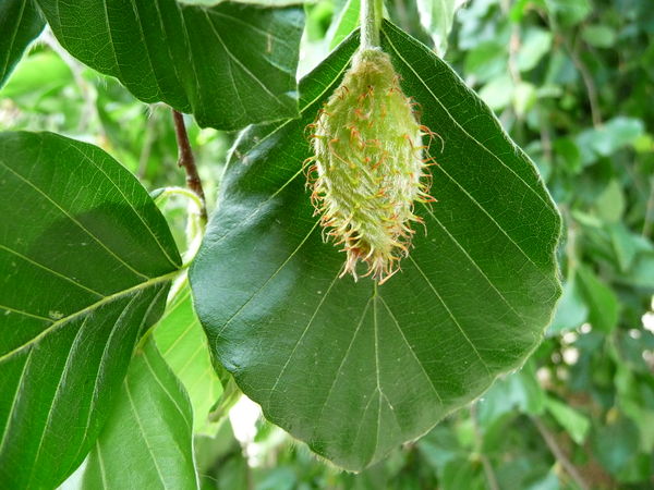 Beuk - Paarden-encyclopedie